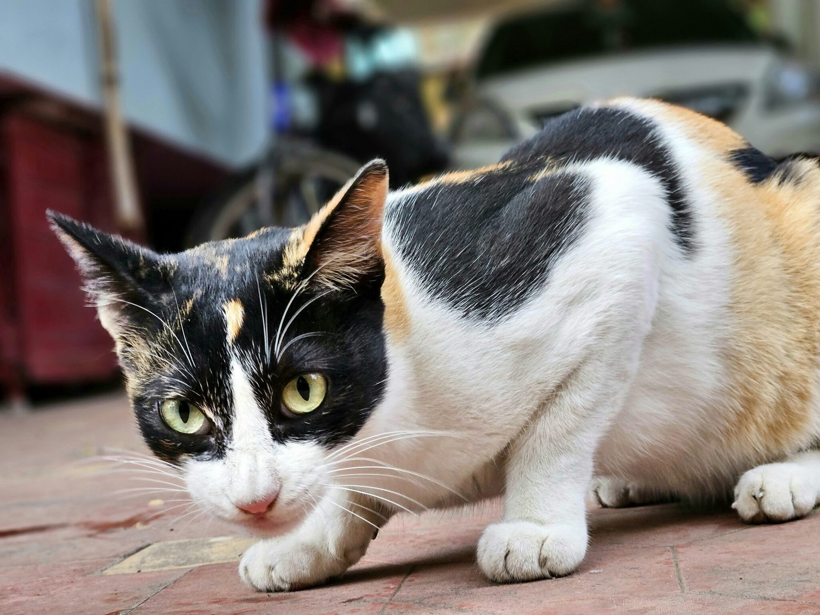 Best Tofu Cat Litter 2026: Eco-Friendly Clumping Guide - The Meow Picks
